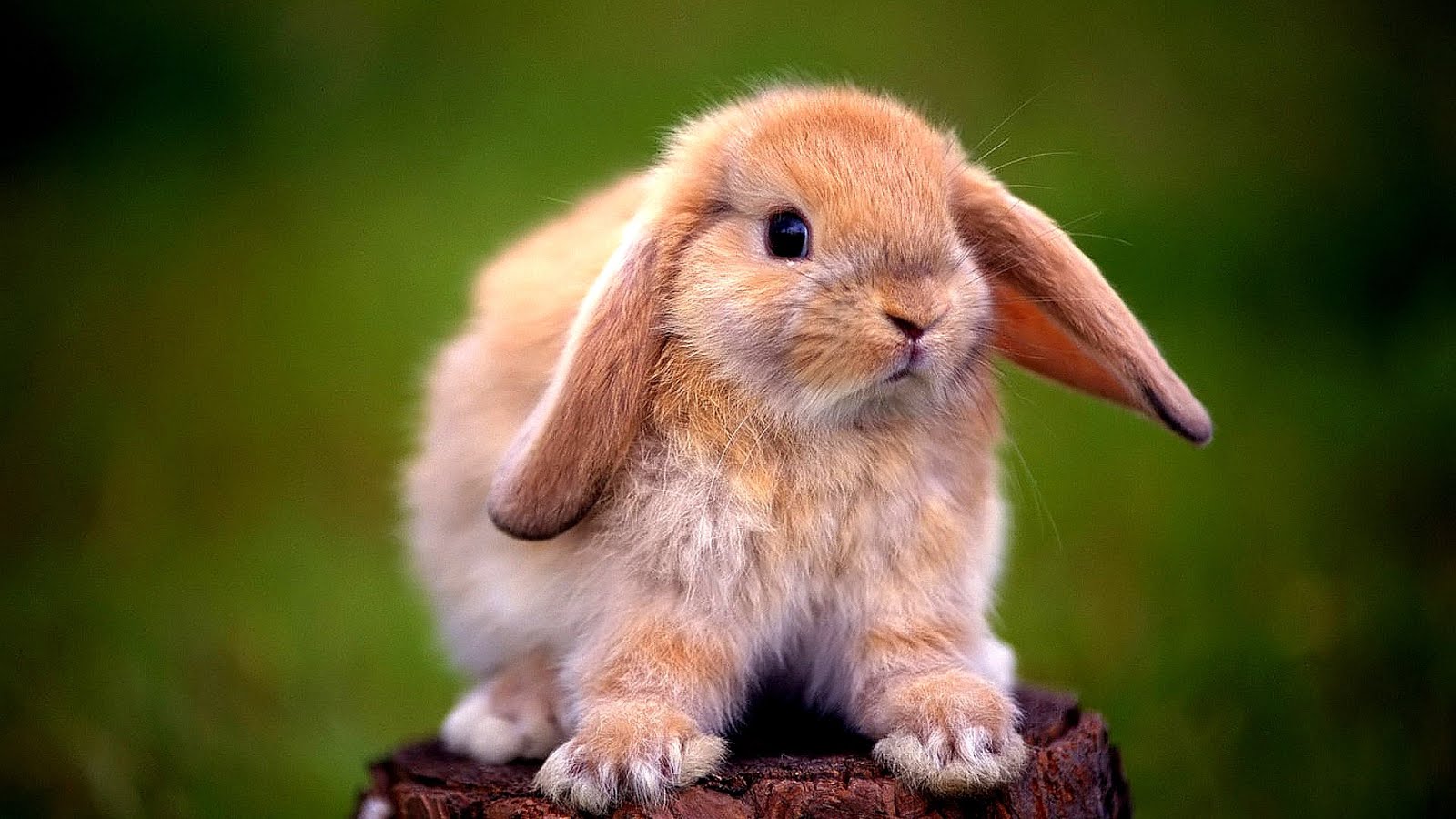 The Cutest Animal In The World Cute Choices the-cutest-animal-in-the-world-cute-choices