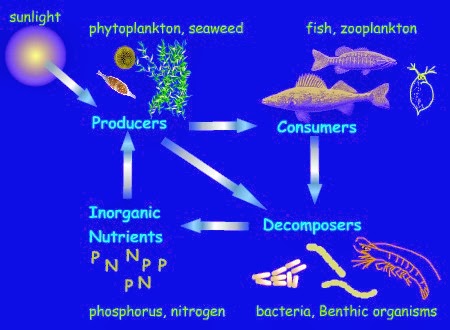 what do Fish eat « 4best of