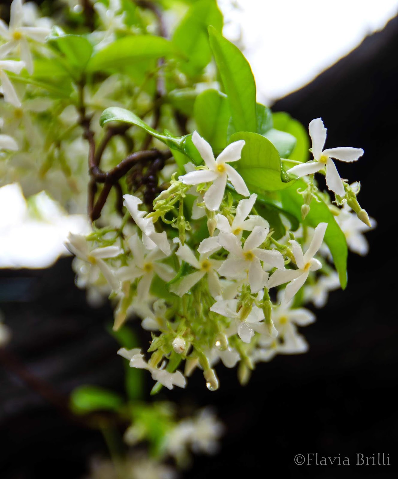 The Language of Flowers by Flavia Brilli