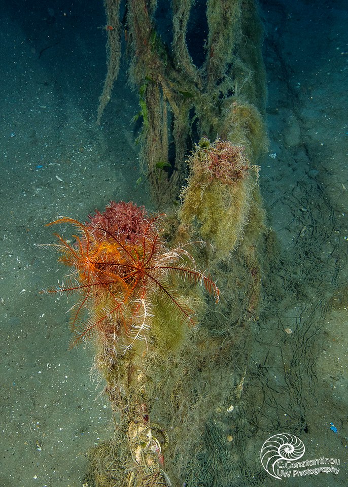 Biodiversity of Cyprus by NGO Protection of the Natural Heritage and ...