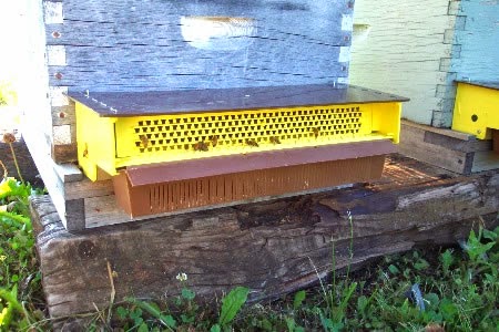 Buzzing Across America: Pollen: the Protein of the Hive