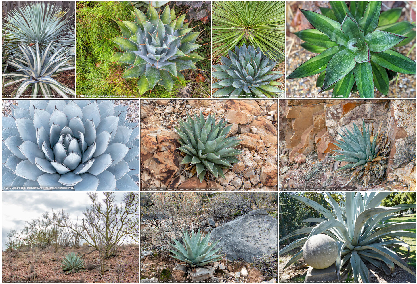 Agave photo overload