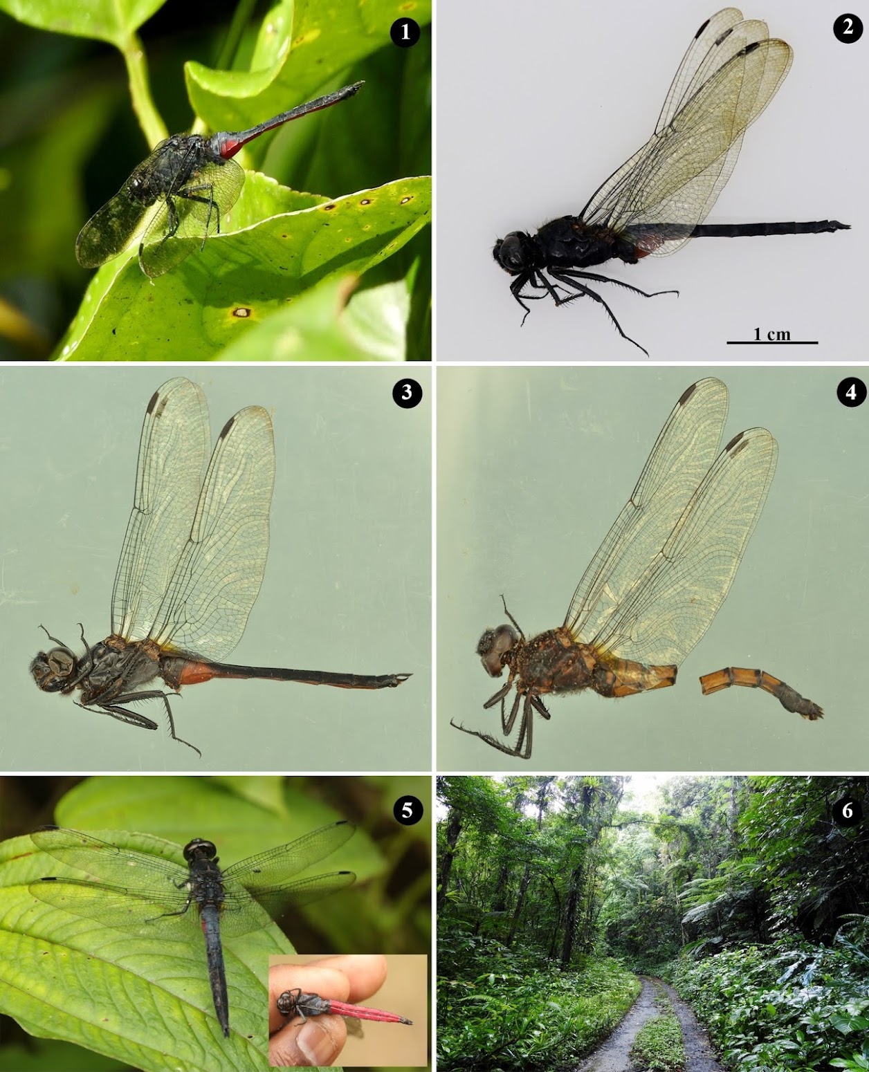 Species New to Science: [Entomology • 2020] Orthetrum erythronigrum • A ...
