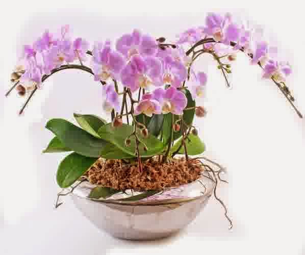 Cara Budidaya Anggrek Dalam Pot | Peluang Bisnis Rumahan Modal Kecil