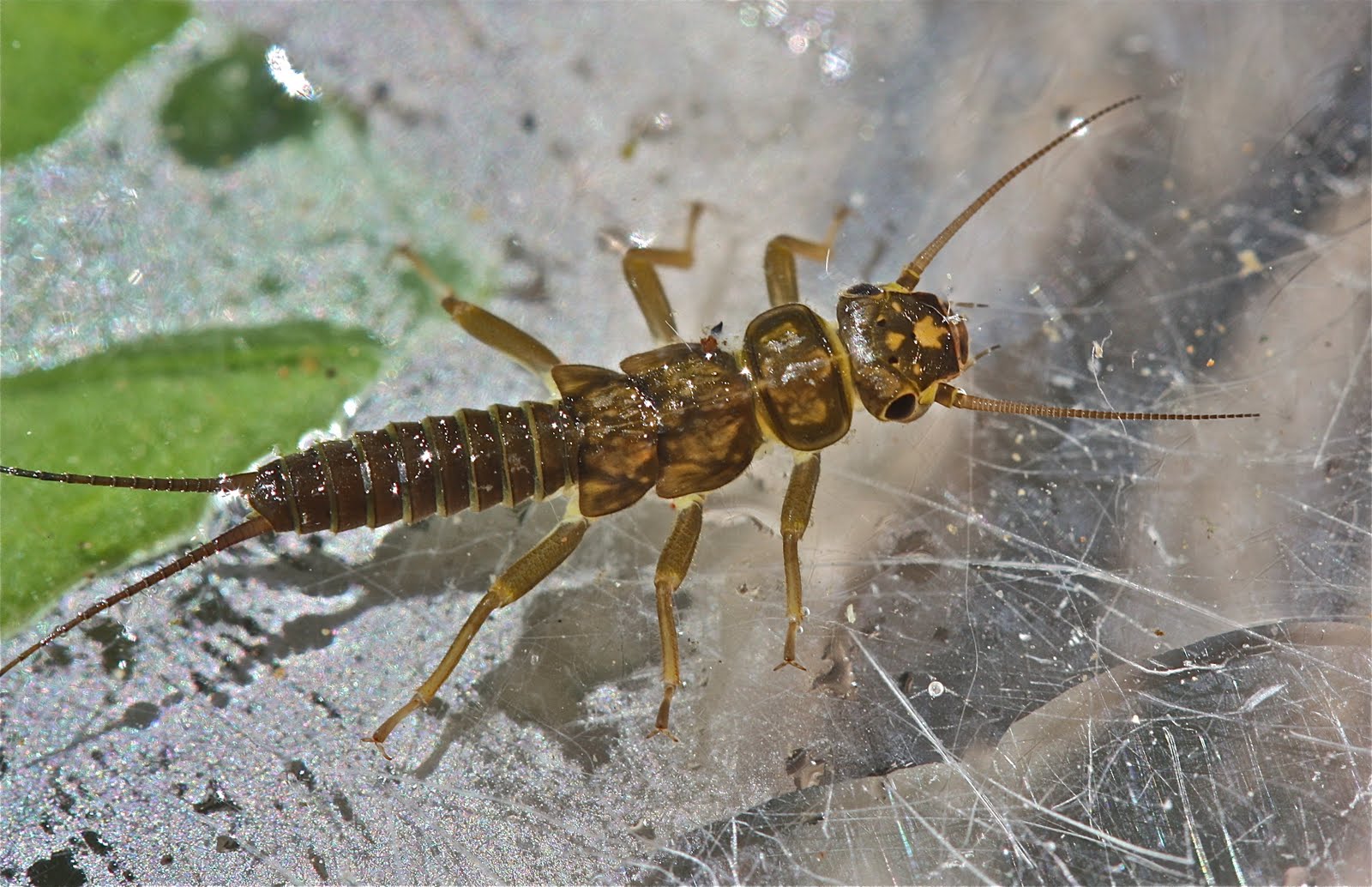 Aquatic Insects of Central Virginia: The Perlodid stonefly, genus ...