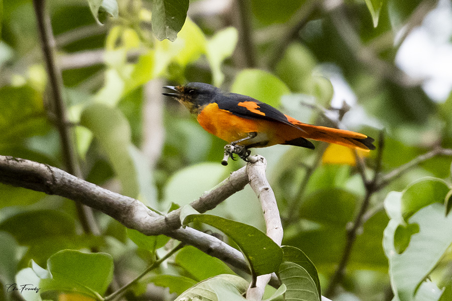 The Chiwit Chronicles: The 5th PPUR International Bird Race Day 1 ...