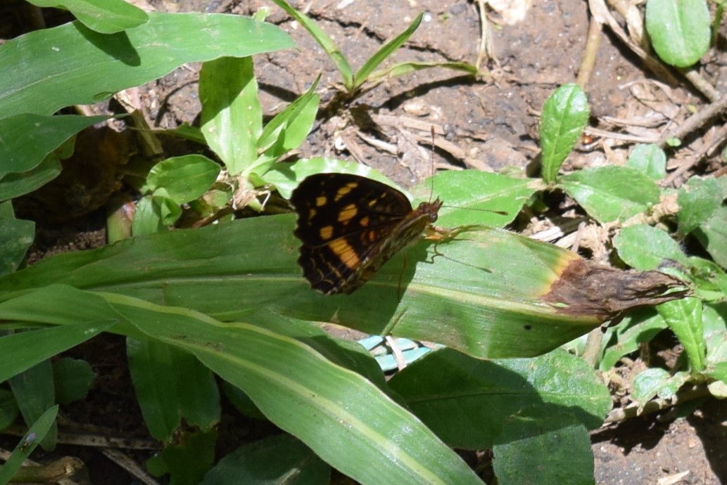 Our Life in Medellin Colombia: Mariposas (Butterflies)