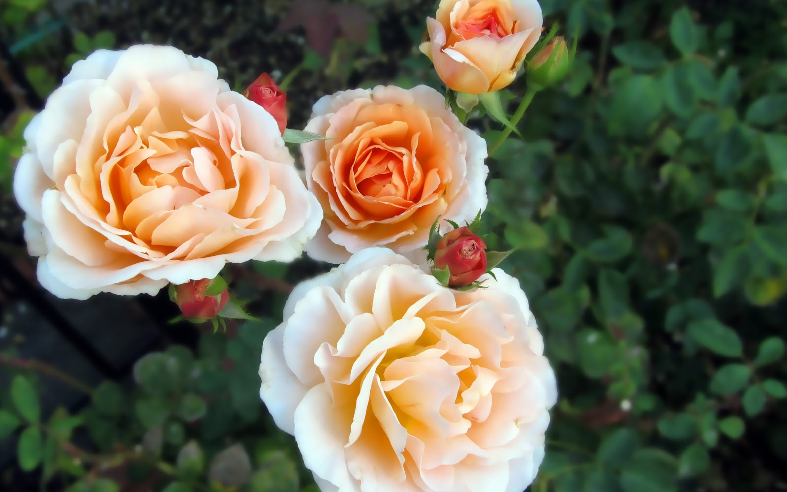 Desktop Pics: California Rose