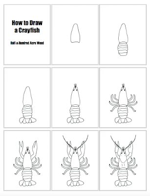 Half-a-Hundred Acre Wood: How to Draw a Crayfish & Crayfish Anatomy