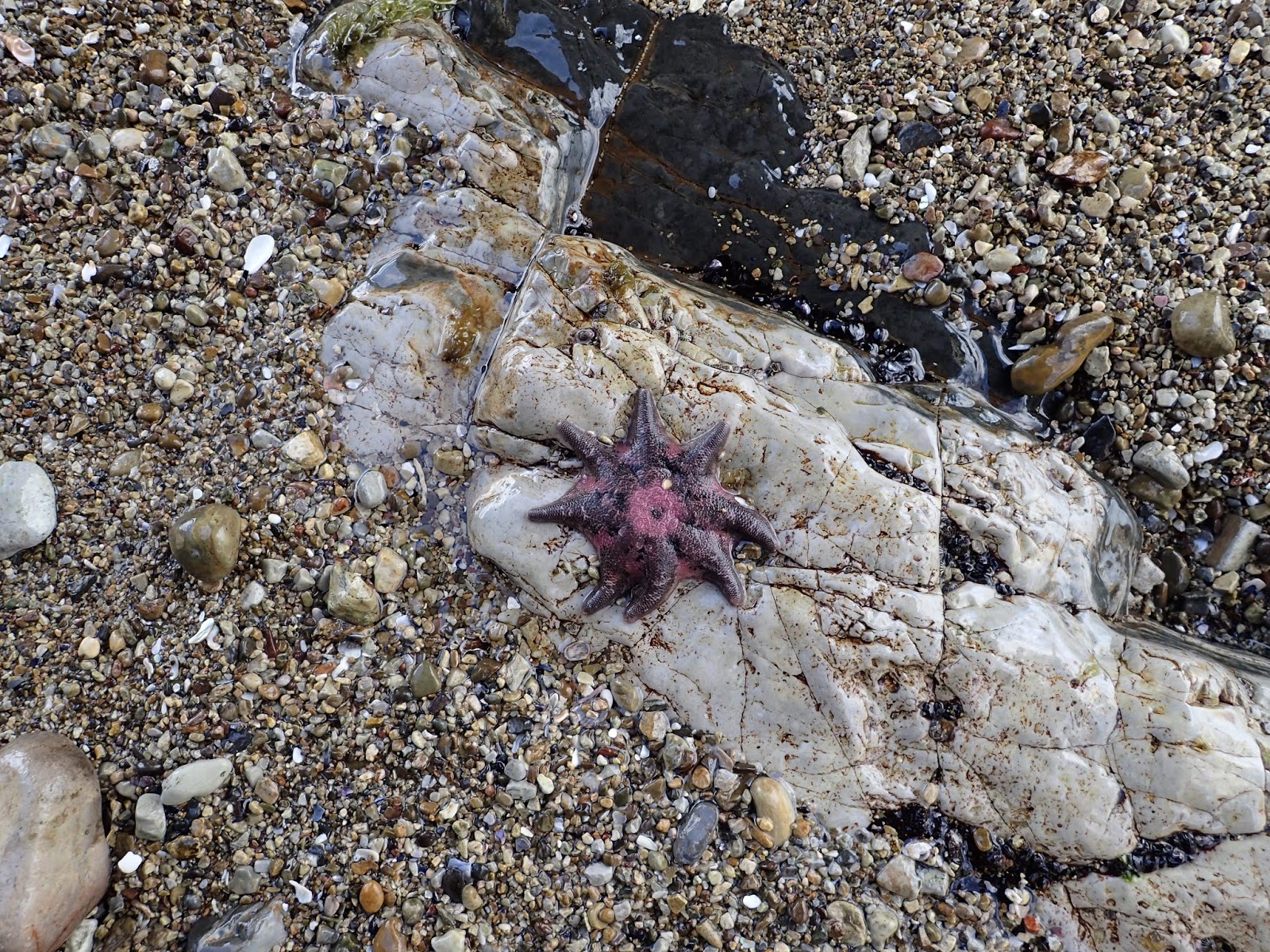Fossil Cove | Hiking South East Tasmania