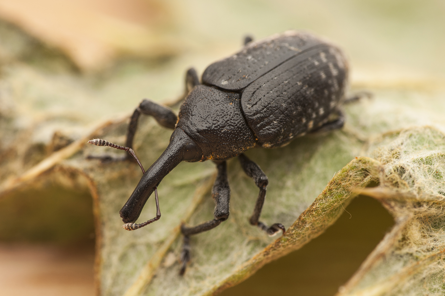 Nature photos from an Amateur Naturalist: South Nyírség, Hungary (Süd ...