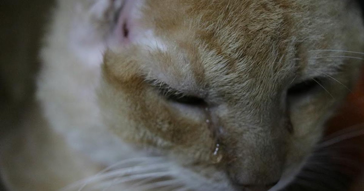 Gatos : Gato abandonado 'chora' em hospital