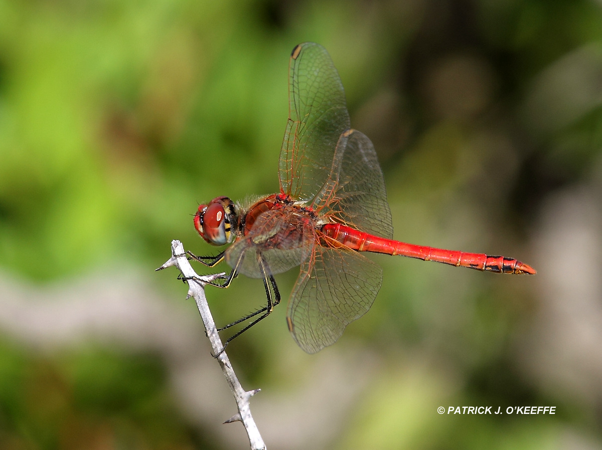 Raw Birds: RED VEINED DARTER DRAGONFLY [Male] (Sympetrum fonscolombii ...