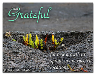 The Gratitude Habit Journal: Grateful for the Tenacity of Nature