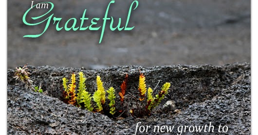 The Gratitude Habit Journal: Grateful for the Tenacity of Nature