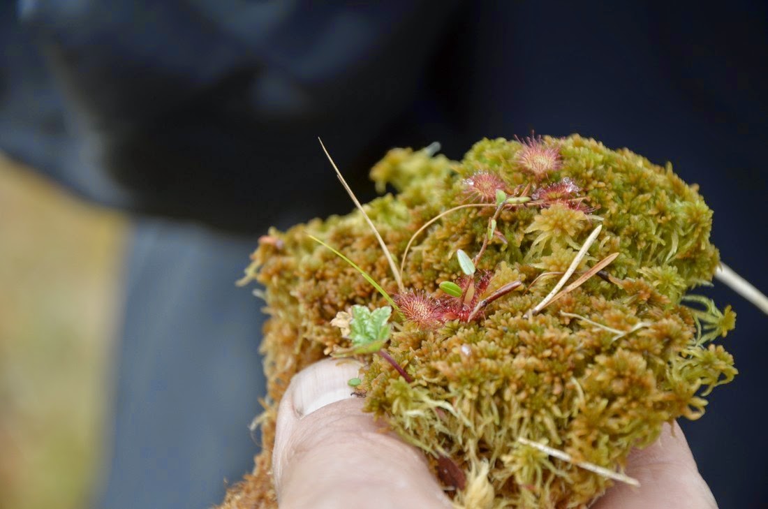 PPP - Pohjoisten Pirkkojen Puutarhayhdistys: Retki Lomavaaran autiotuvalle