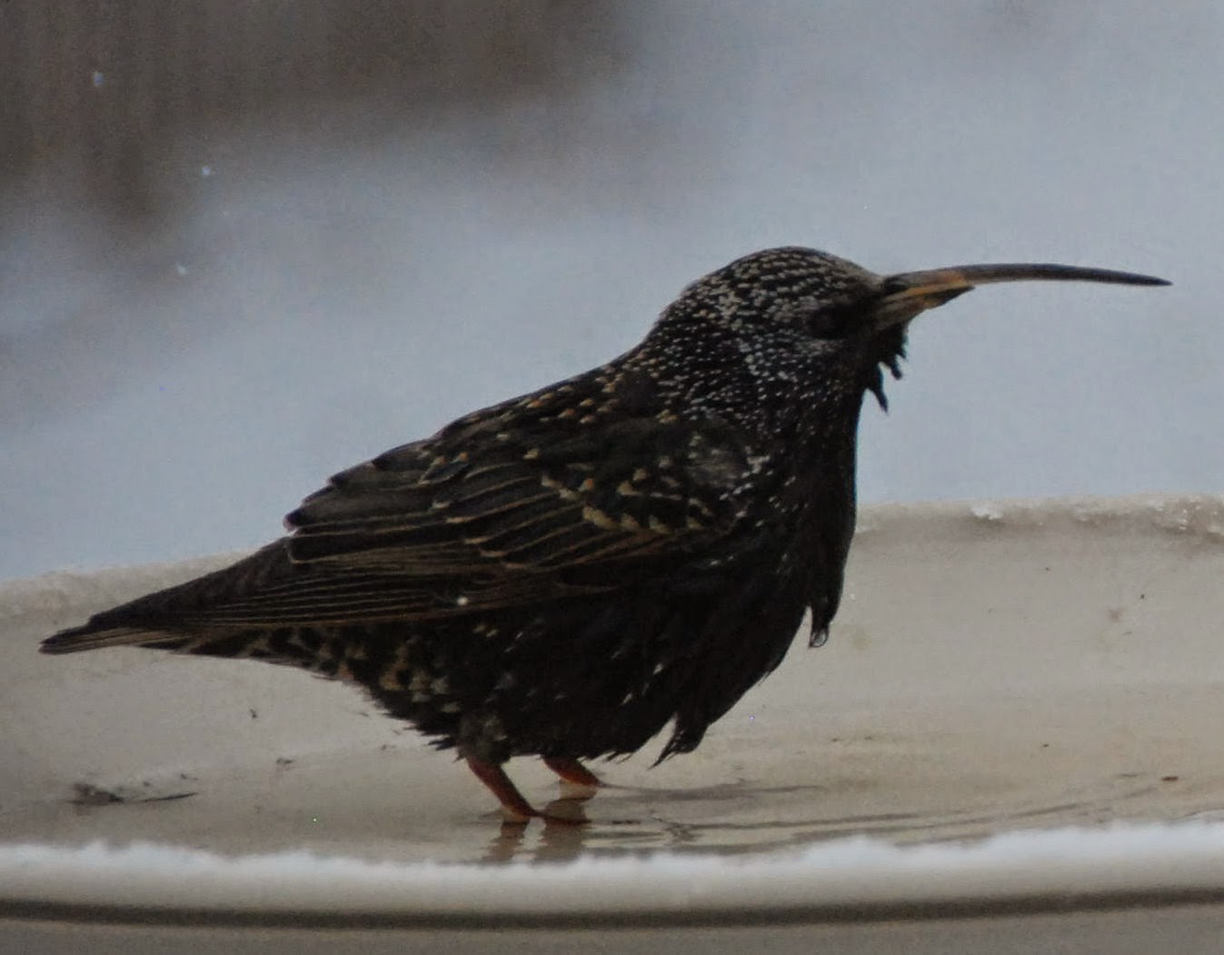 Gaia Garden: Another Bird Deformity