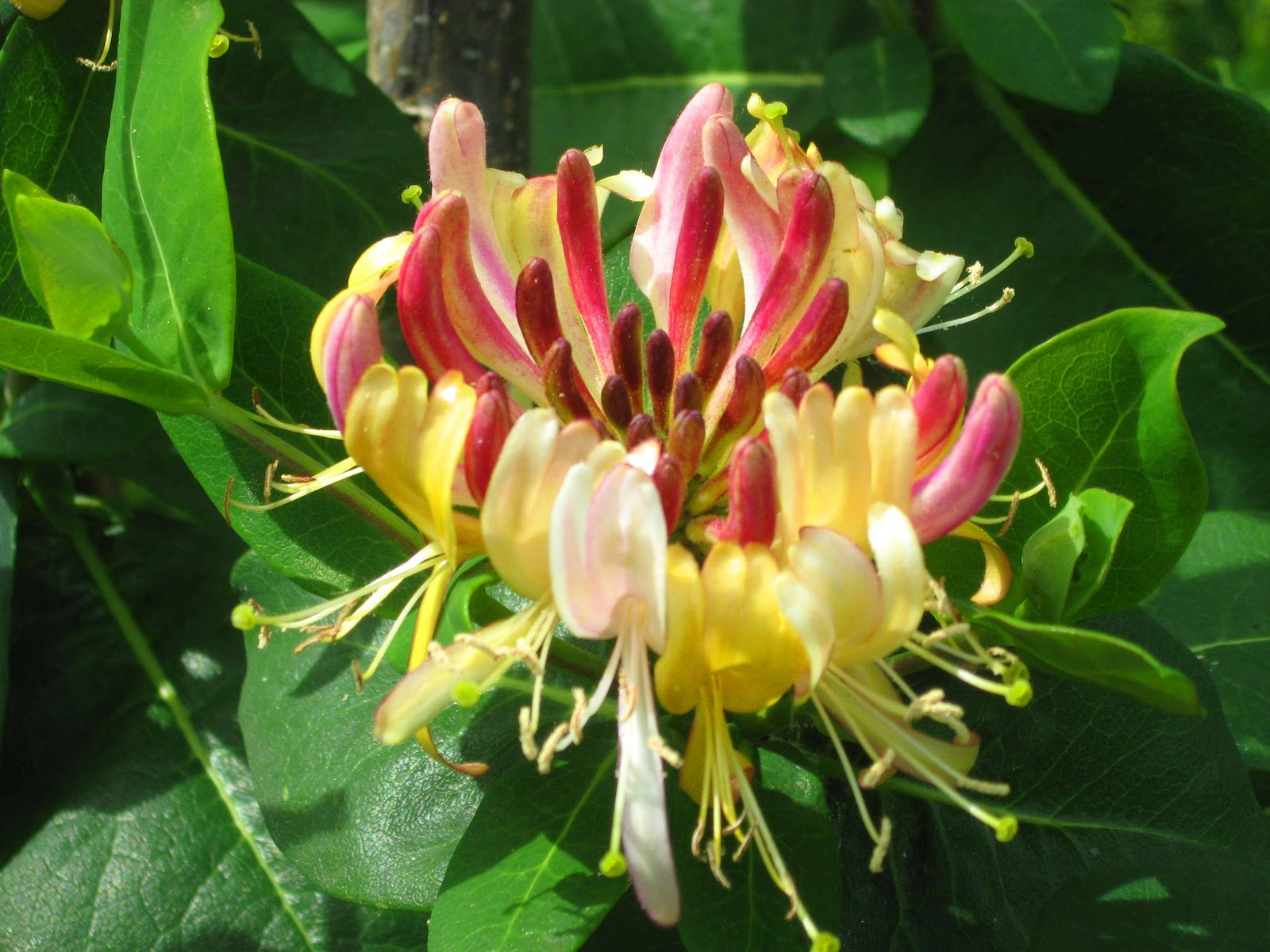 Strathcona Beekeepers' Library: Vancouver Bee Plants