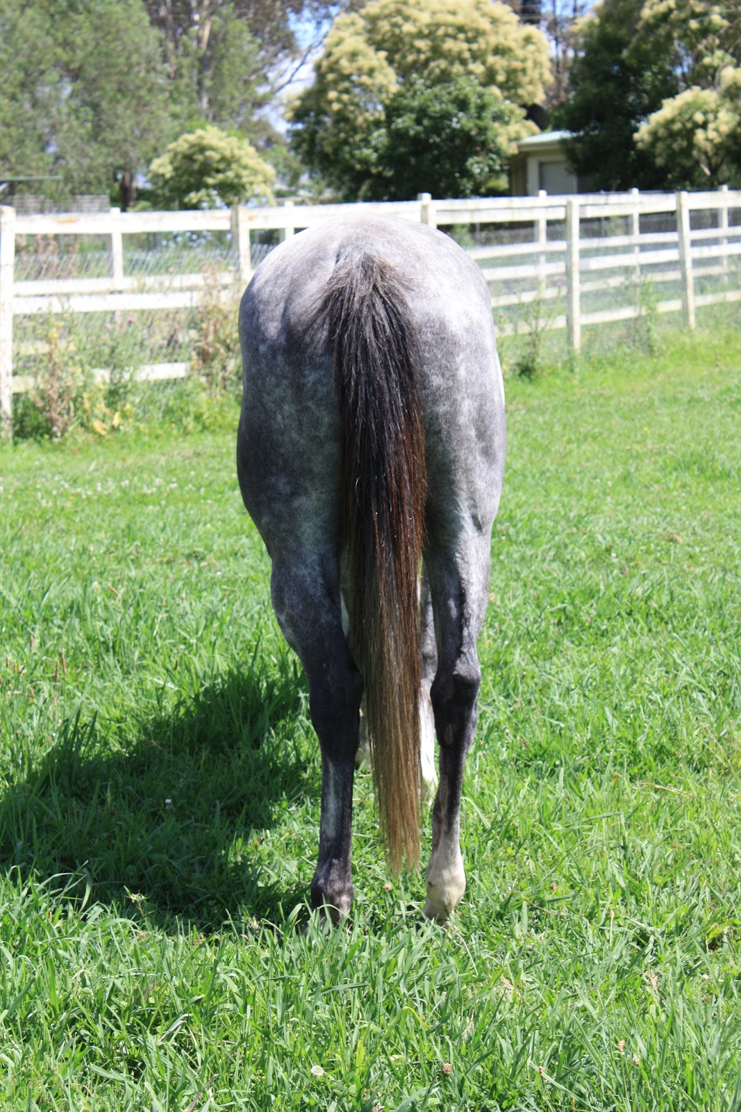The Glorious Hoof: Posture and Conformation