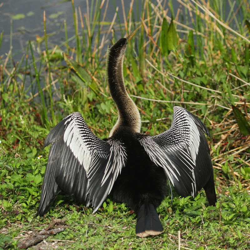 Tails of Birding: Anhinga