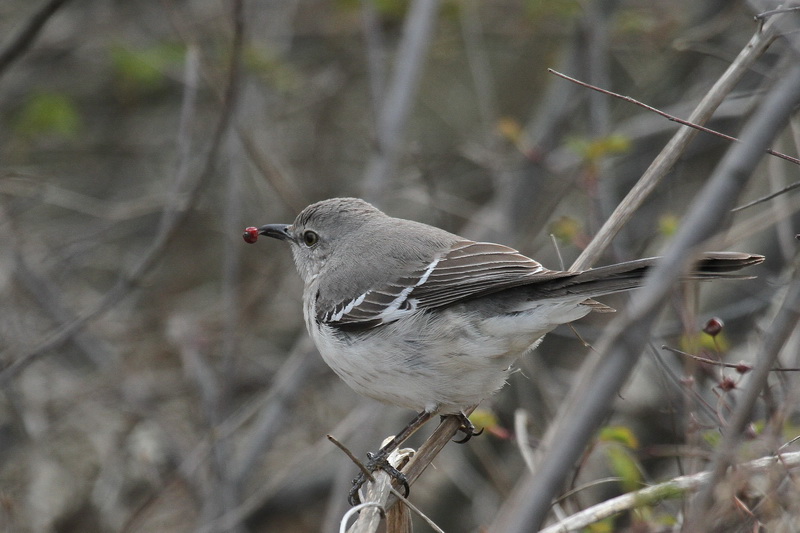 Tails of Birding: Blackbird, Mockingbird, Ravensnest