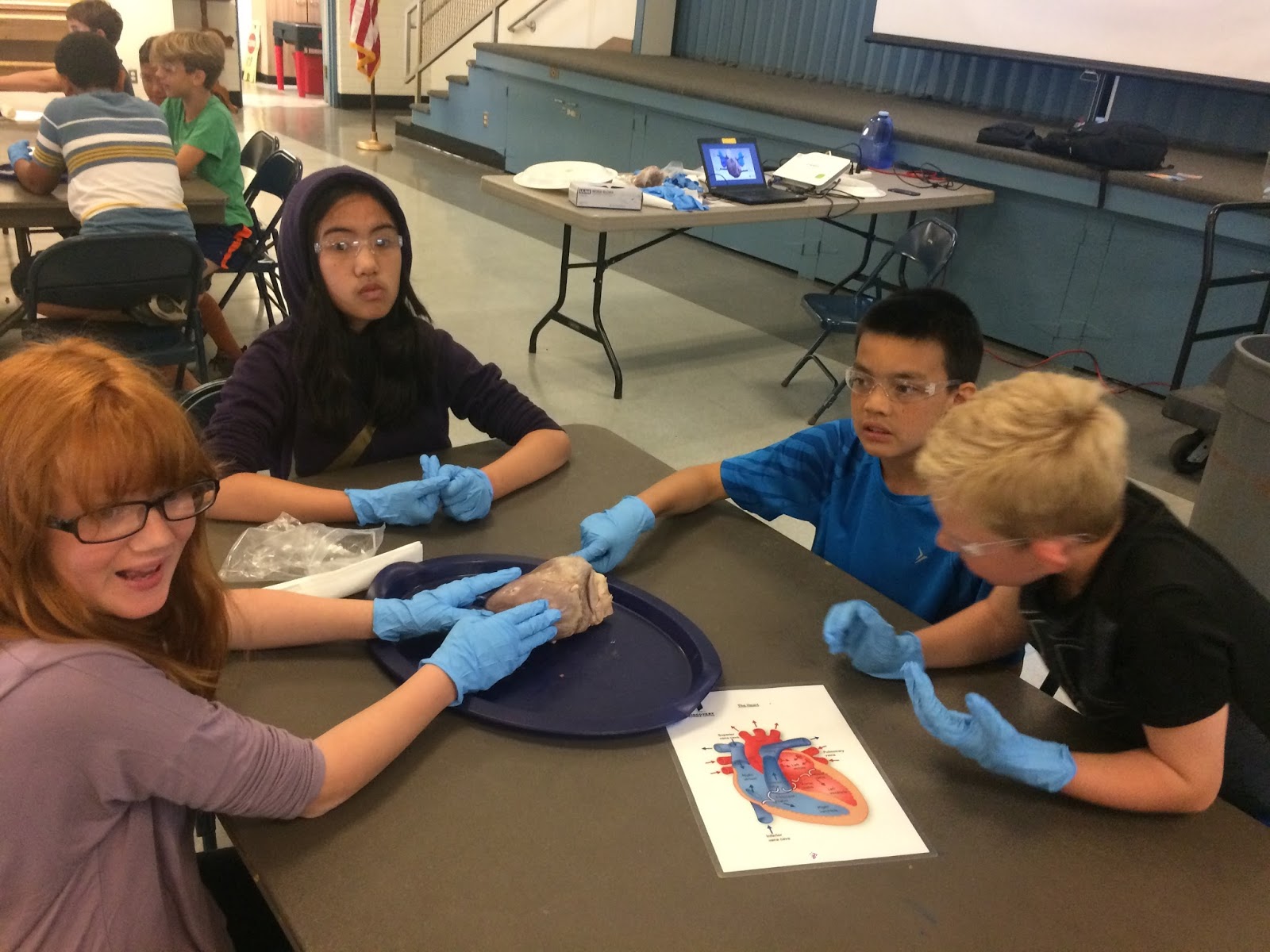 Dr. Webb's 5th Grade GATE Class Portfolio: Heart Dissection