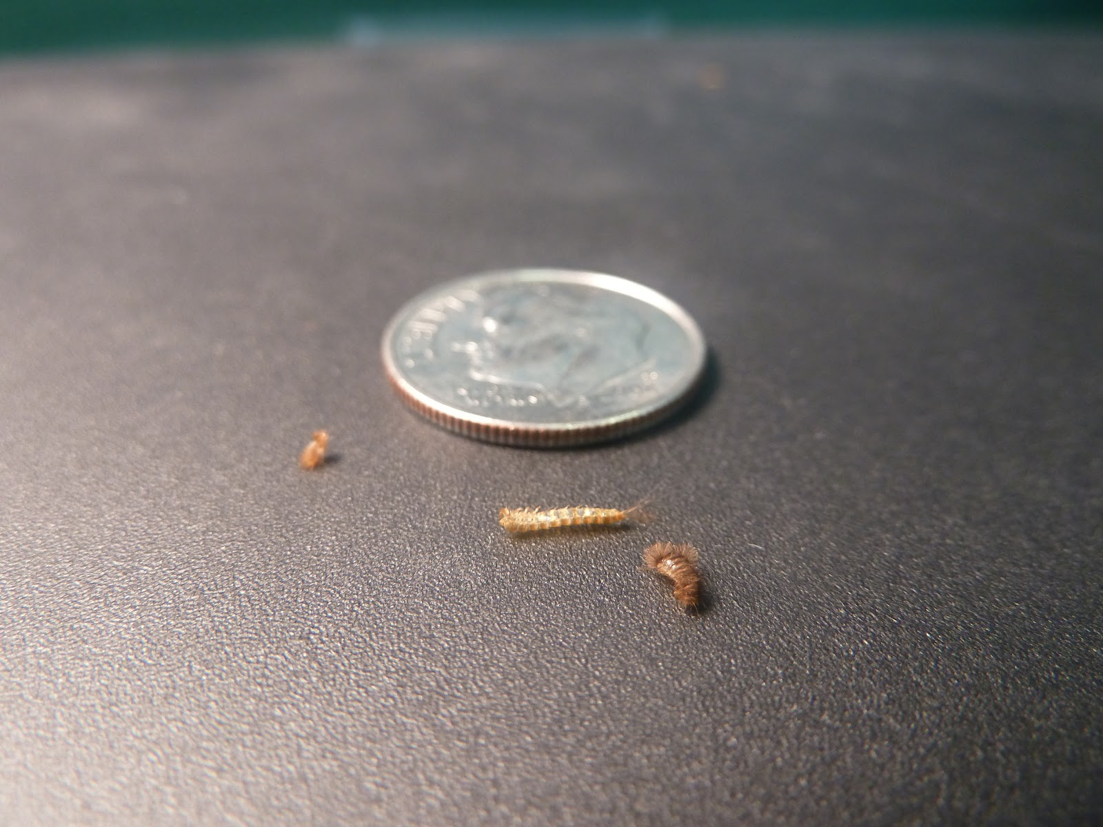 Musical observations