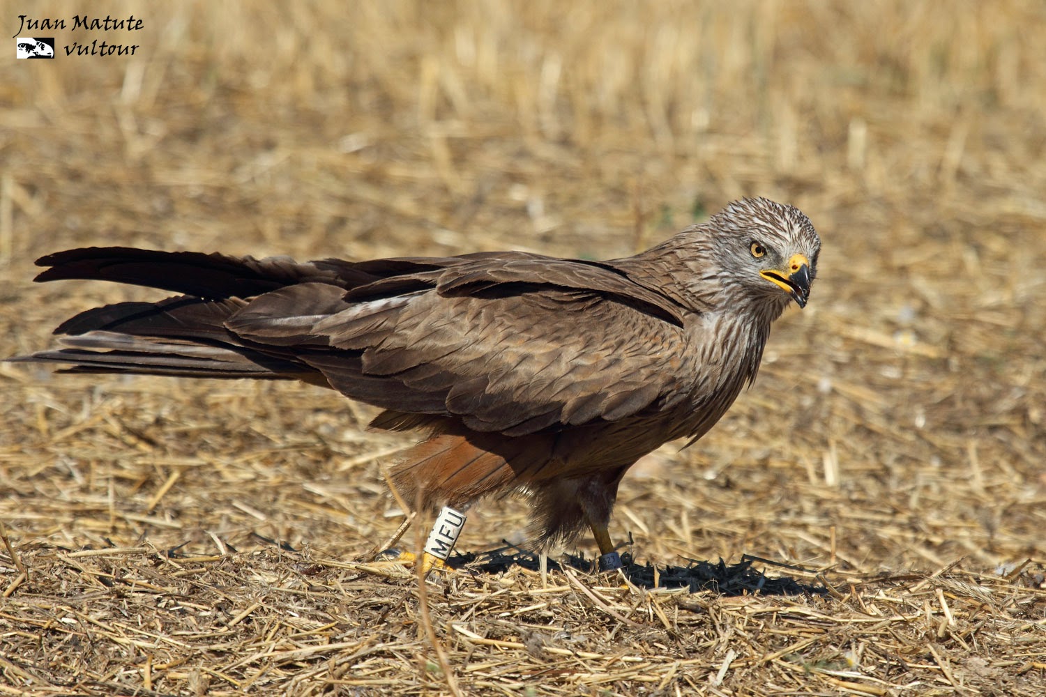 Milanos negros y demás rapaces