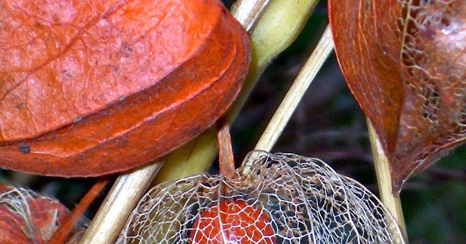 Karen`s Nature Photography: Ground Cherry Seed Pods.