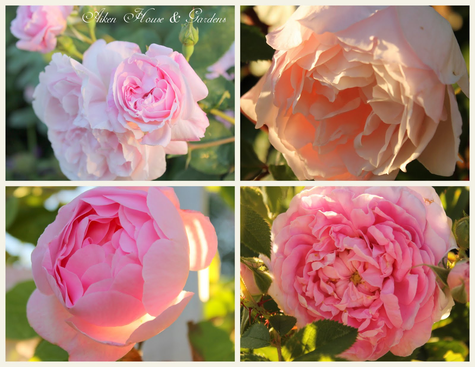 Aiken House & Gardens: Pink Peonies & Roses