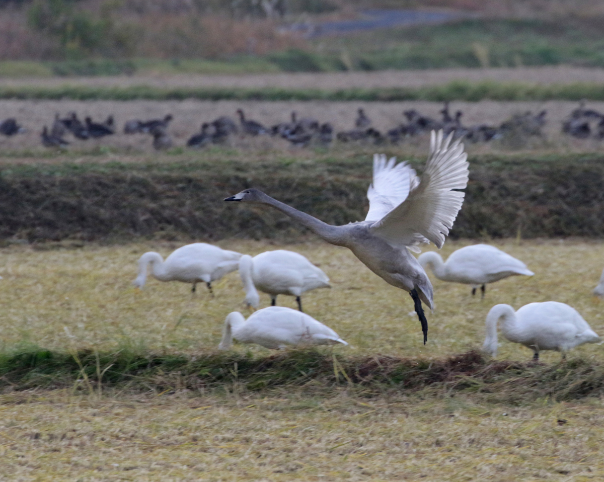 BIRDING - Kyoto, Kansai and Japan: Chasing geese in Miyagi