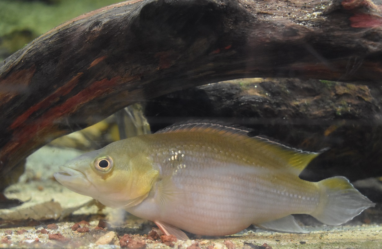 ZOOTOGRAFIANDO (6.100 ANIMALS): MATAGUARO CHUI / PROTEUS PIKE CICHLID ...