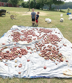 Country Mama To Many: Growing Potatoes From Start to Finish