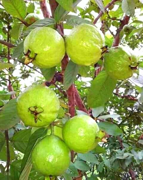 Goiaba | Psidium Guajava - Fox Press™