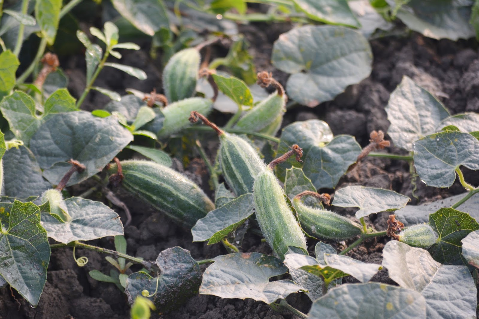 Pointed Gourd (Potol)