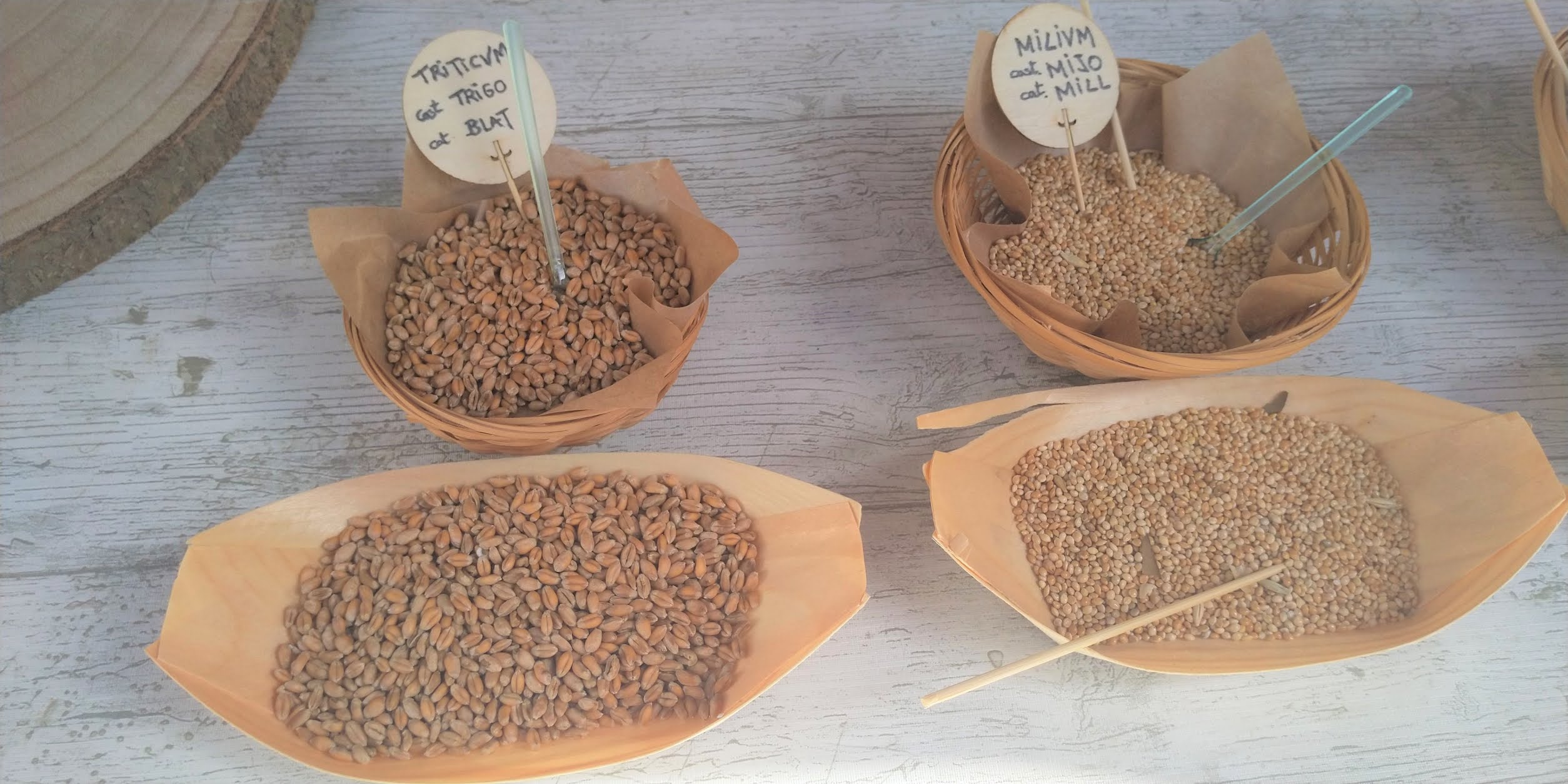 ABEMVS INCENA: COMEDORES DE PULS (PULTIPHAGONIDES)