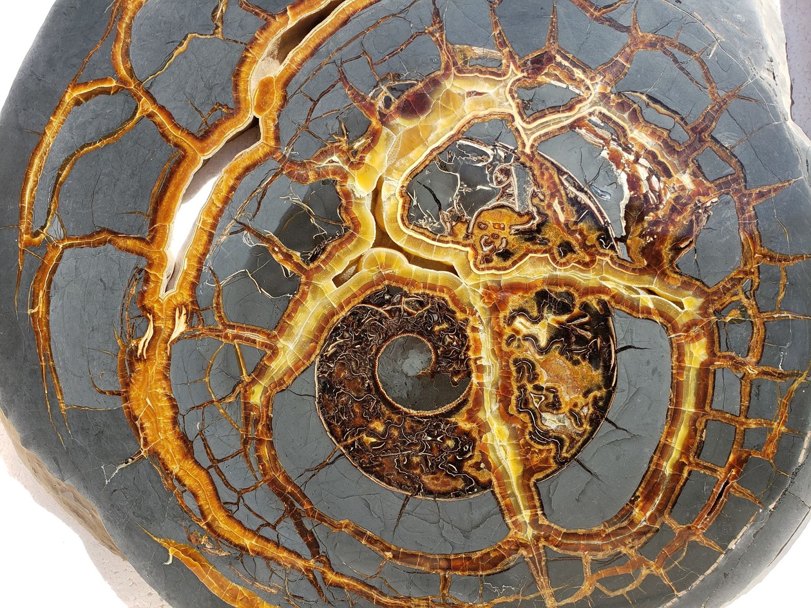 FOSSIL HUNTRESS: LENS ON SEPTARIAN NODULES