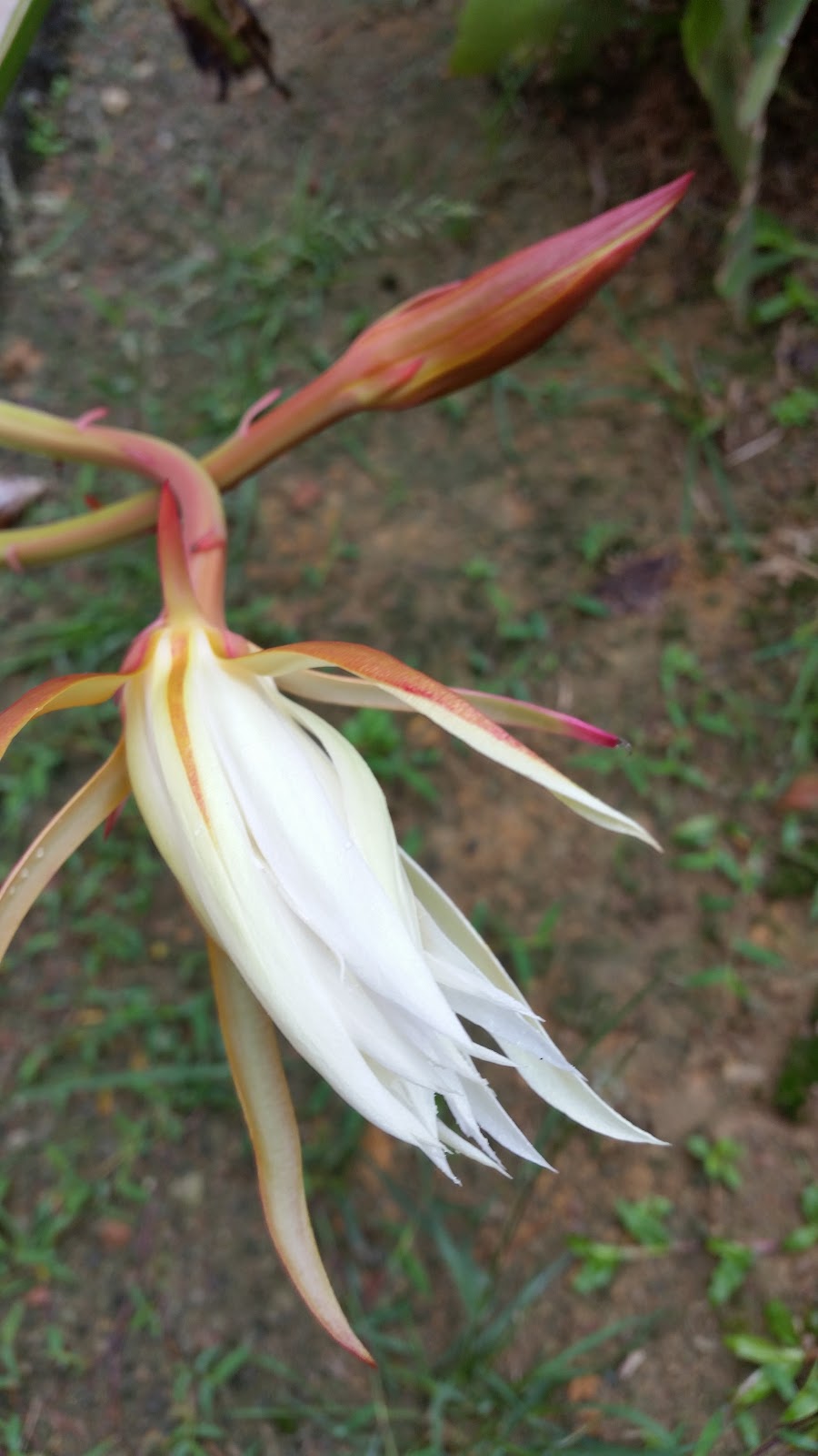 Warisan Petani: Pokok Bunga Bakawali