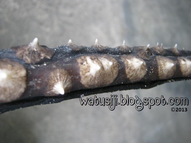 Watusiji Nusakambangan Gemstone: Ekor Pari Brahma Pantai Selatan