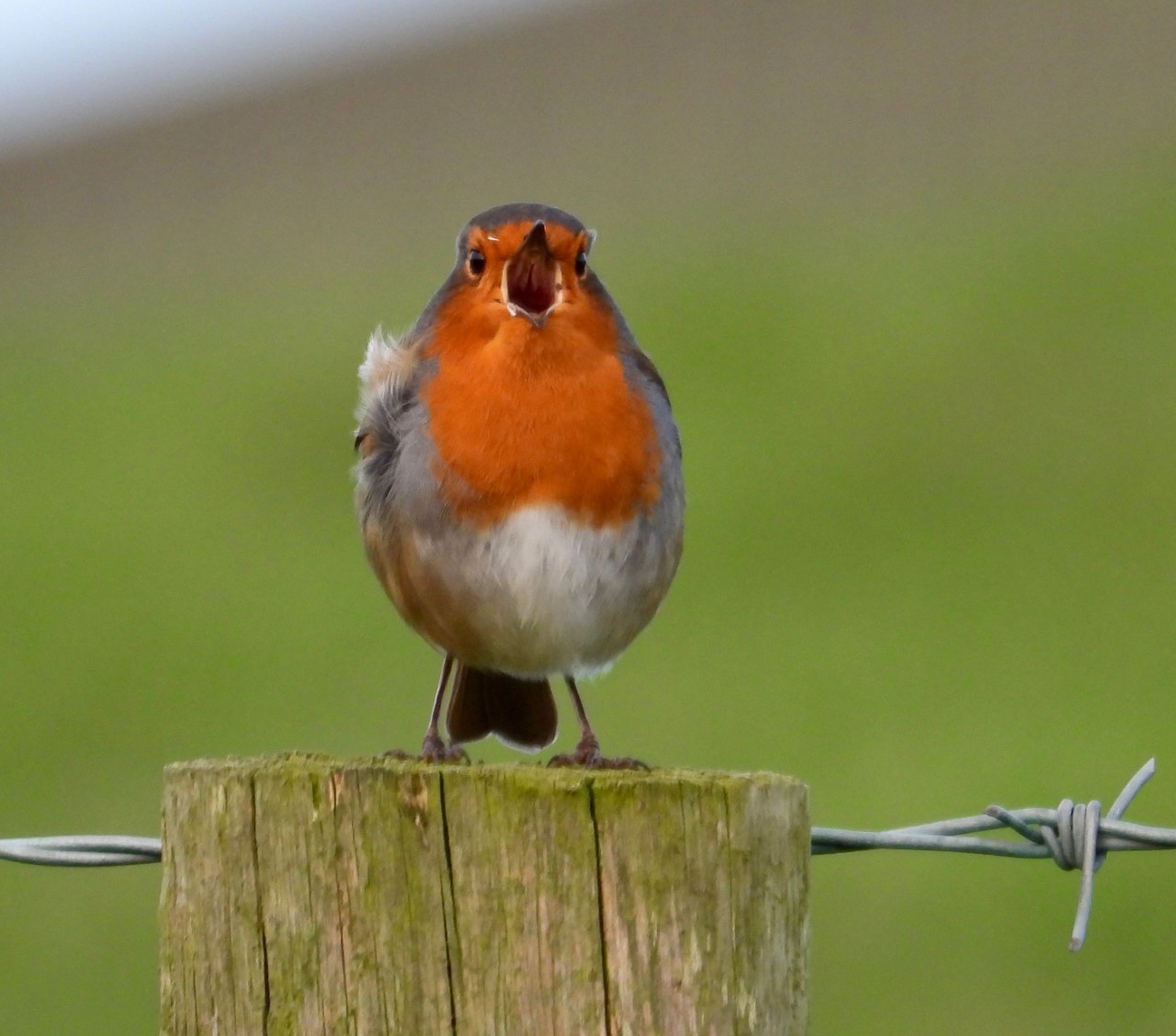 NI Bird Pics: Fulton Somerville - Robin, Rook & Cormorant