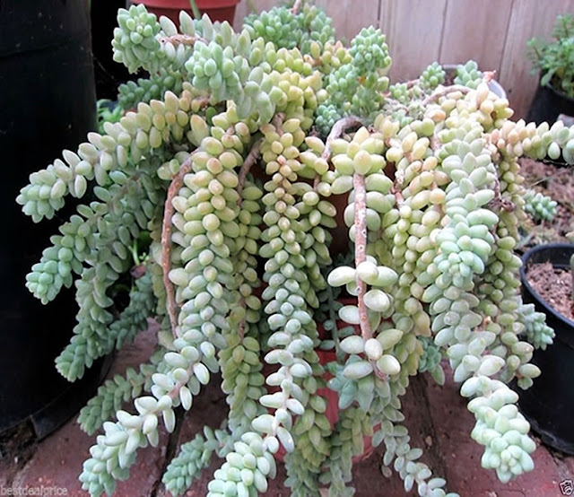 Steps on how to grow and care for Burro's Tail