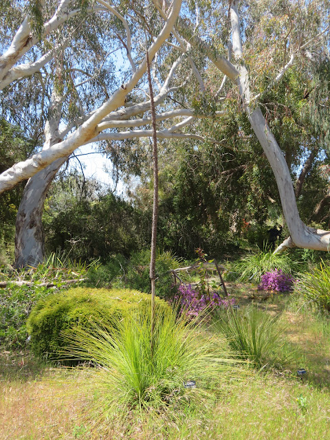 Let's Go! UCSC Botanic Gardens Spring Visit