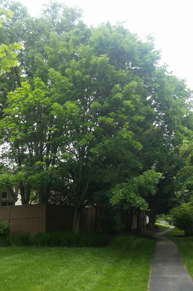 Future Plants by Randy Stewart: MAPLES - The Native Ones