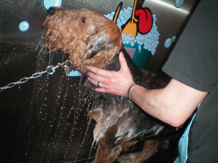 All Natural Gourmet Dog Treats / Just Dogs! Gourmet ~ Woodbury / 651. ...