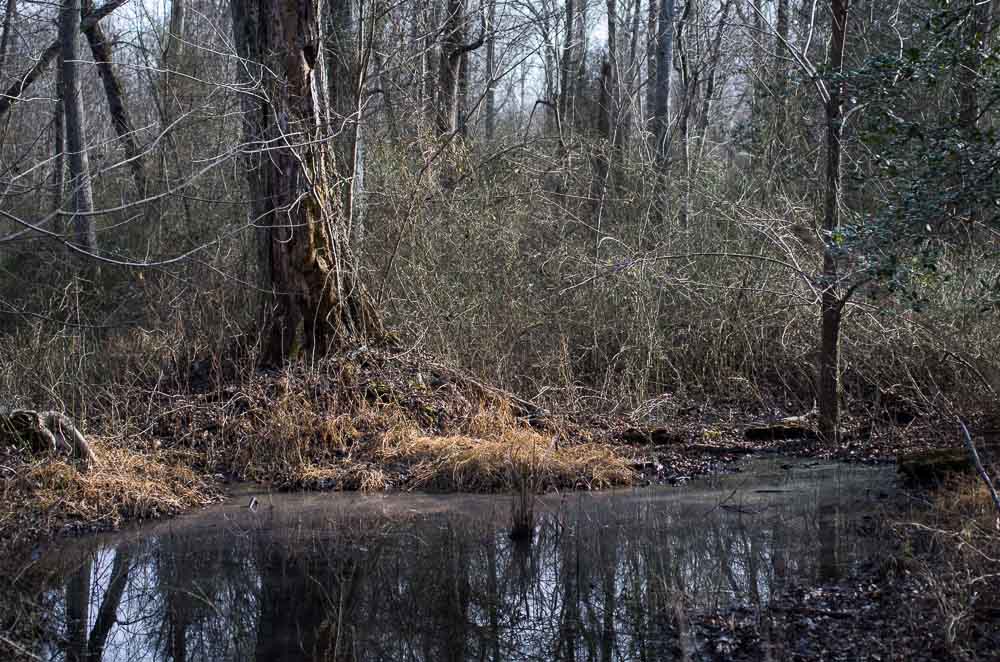 A winter walk in the Dismal Swamp #3 ~ Photography In Place