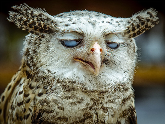 Hungover Animals 18 pictures - AzzFeed