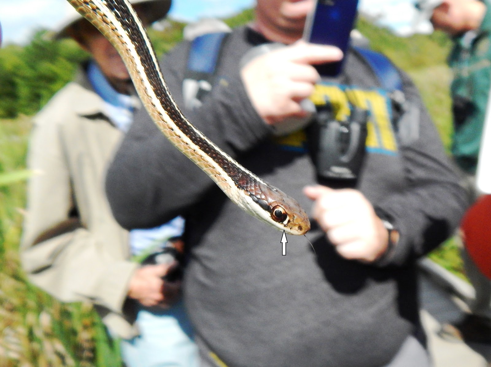 Capital Naturalist by Alonso Abugattas: Eastern Gartersnake