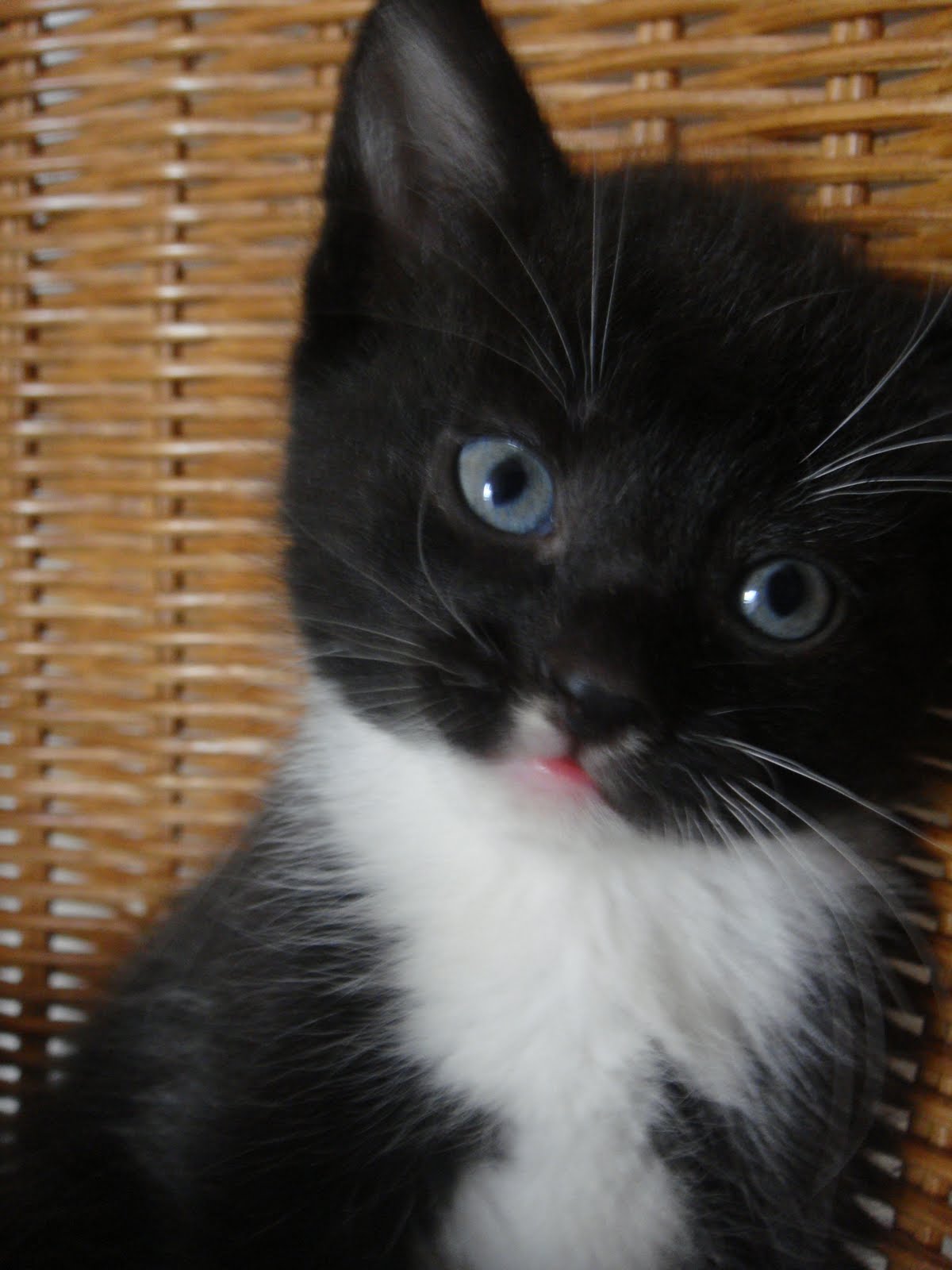 Kattekillinger til salg