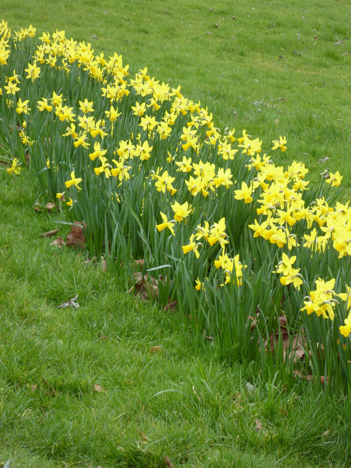 Jane's Journal: Dancing daffodils