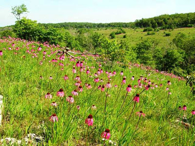 Divinebunbun's Rugged Rural Missouri: Valley View Glades Natural Area